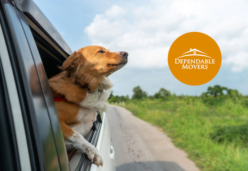 Moving With Dogs: Tips to Help Your Pup Adjust to Your New Home